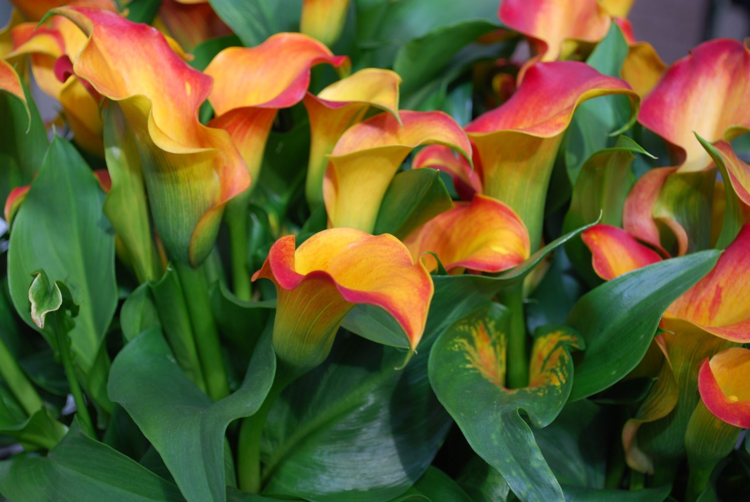 Calla-Arten & Sorten im Überblick - Plantura