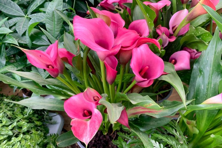 Calla-Arten & Sorten im Überblick - Plantura