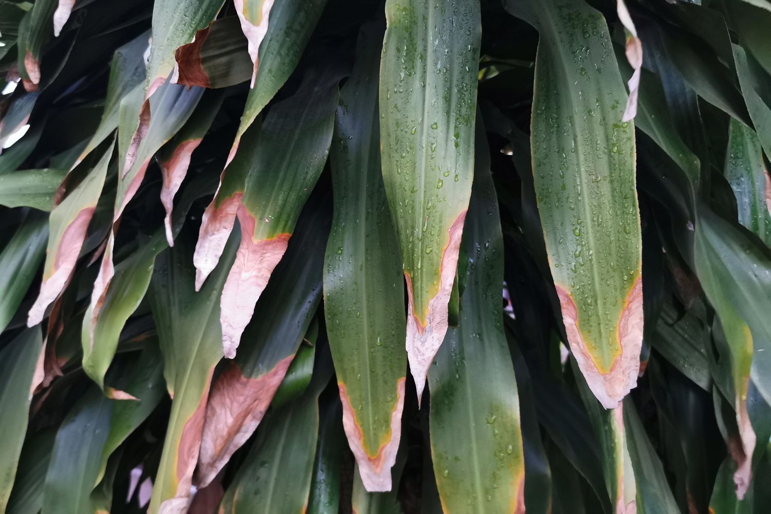 Dracaena fragrans: Sorten, Pflege & Vermehrung - Plantura