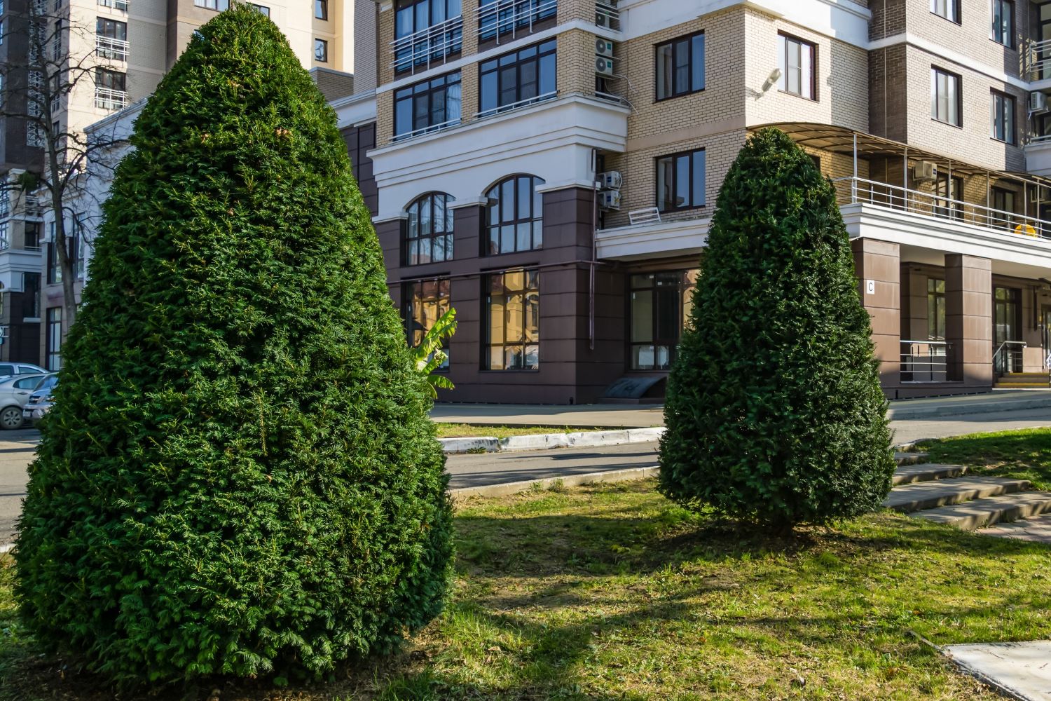 Eibe: Sorten, Besonderheiten & Pflege - Plantura