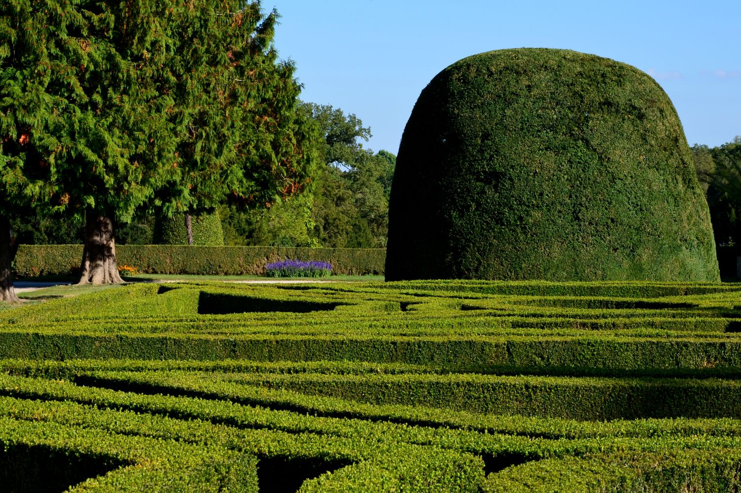 Eiben schneiden: Zeitpunkt, Formschnitt & Co - Plantura