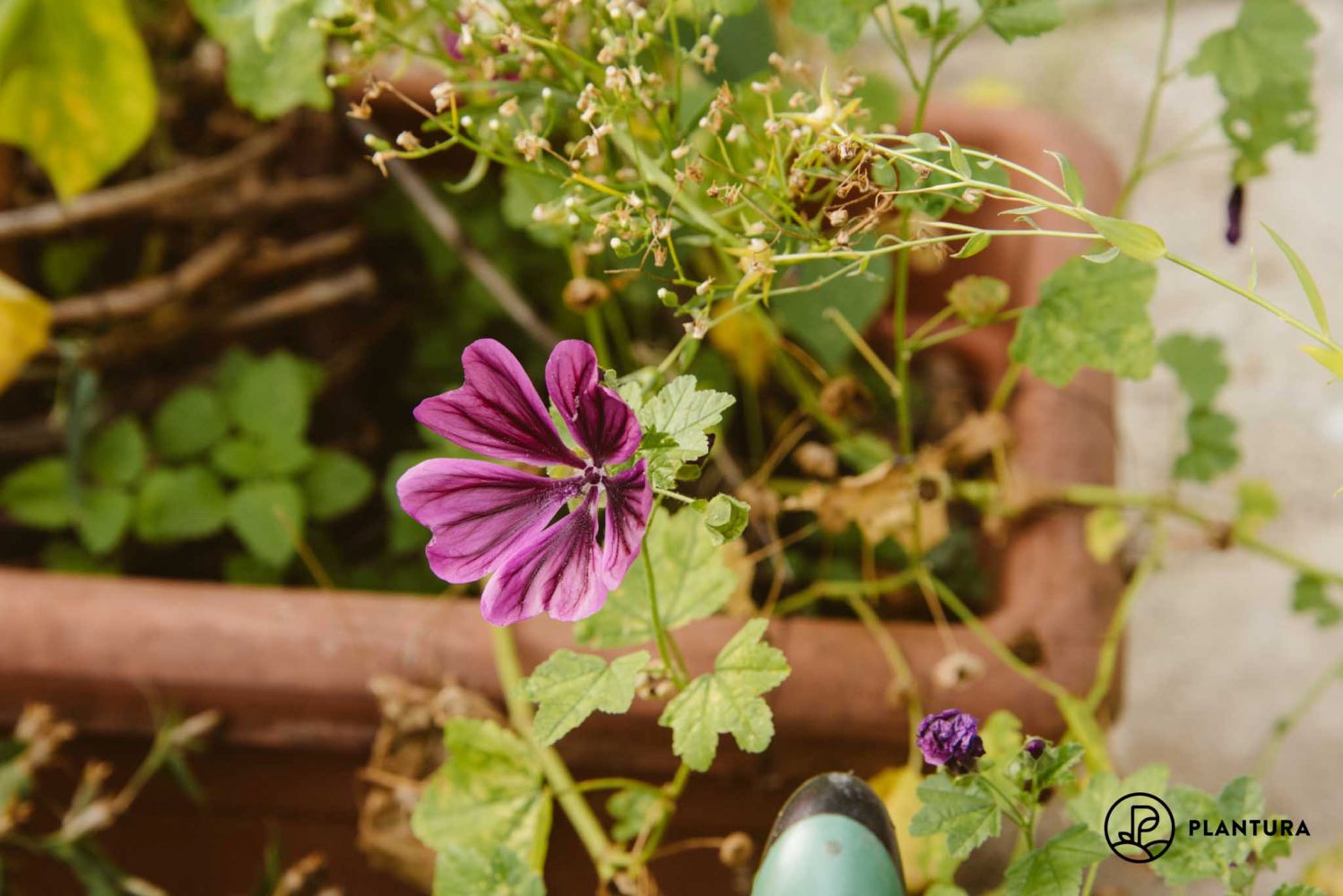 Malve pflanzen, schneiden & überwintern - Plantura