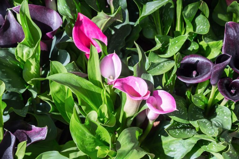Calla überwintern: Winterhärte & Vorgehen - Plantura