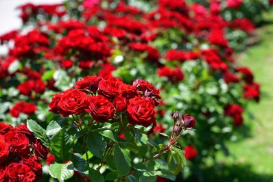 Rote Rosen: Die 15 romantischsten Sorten - Plantura