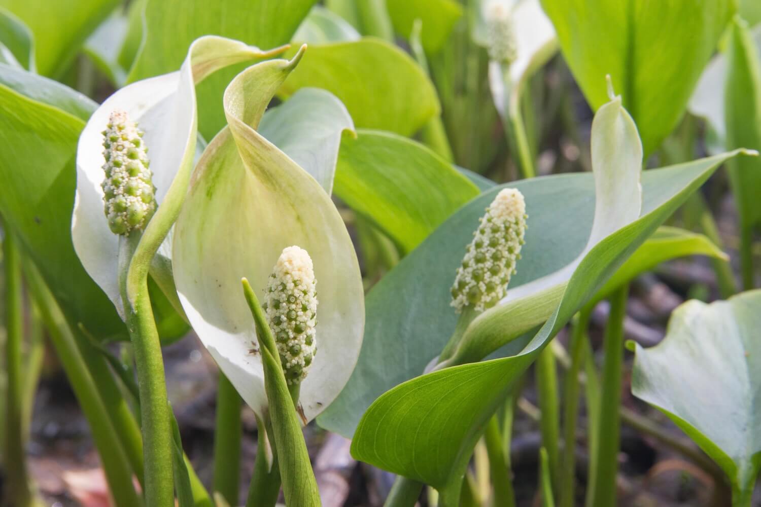 Calla: Steckbrief, Pflanzzeit & Standort - Plantura