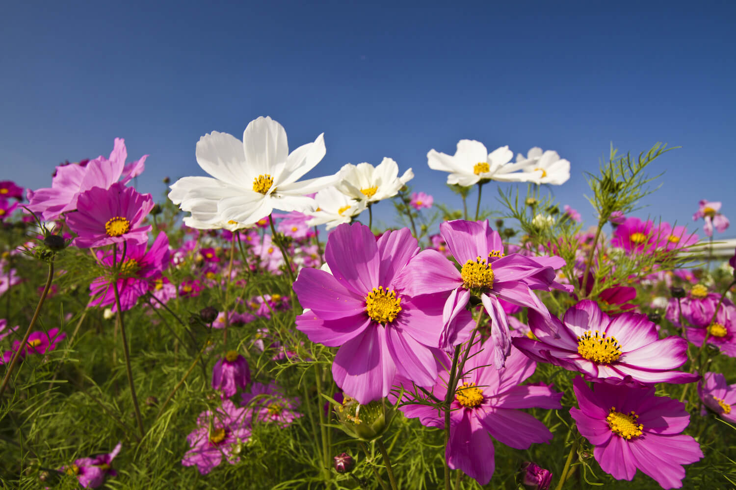Cosmea pflanzen, aussäen & pflegen - Plantura