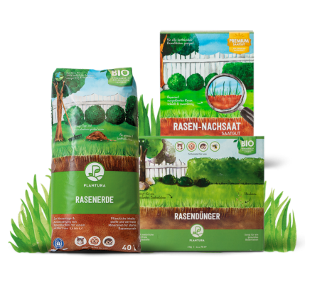 Blattläuse an Rosen: Erkennen & Bekämpfen - Plantura