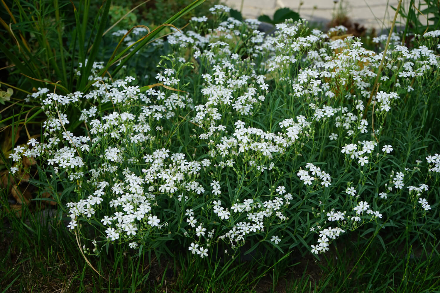 Schleierkraut: Anpflanzen, Schneiden & Trocknen - Plantura