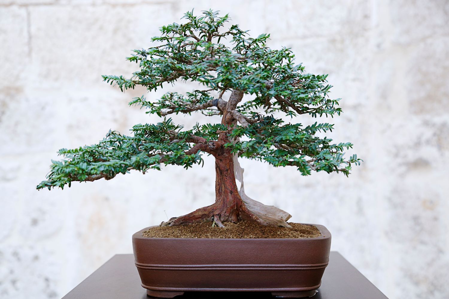 Eiben pflanzen: Anleitung zur Eibenhecke im Garten - Plantura