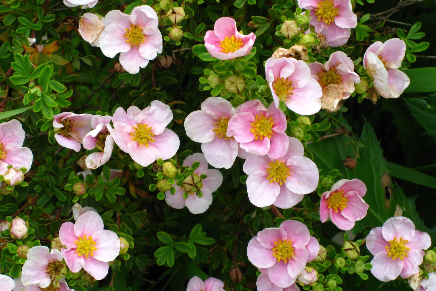 Fünffingerstrauch: Pflanzen, Pflege & Sorten - Plantura