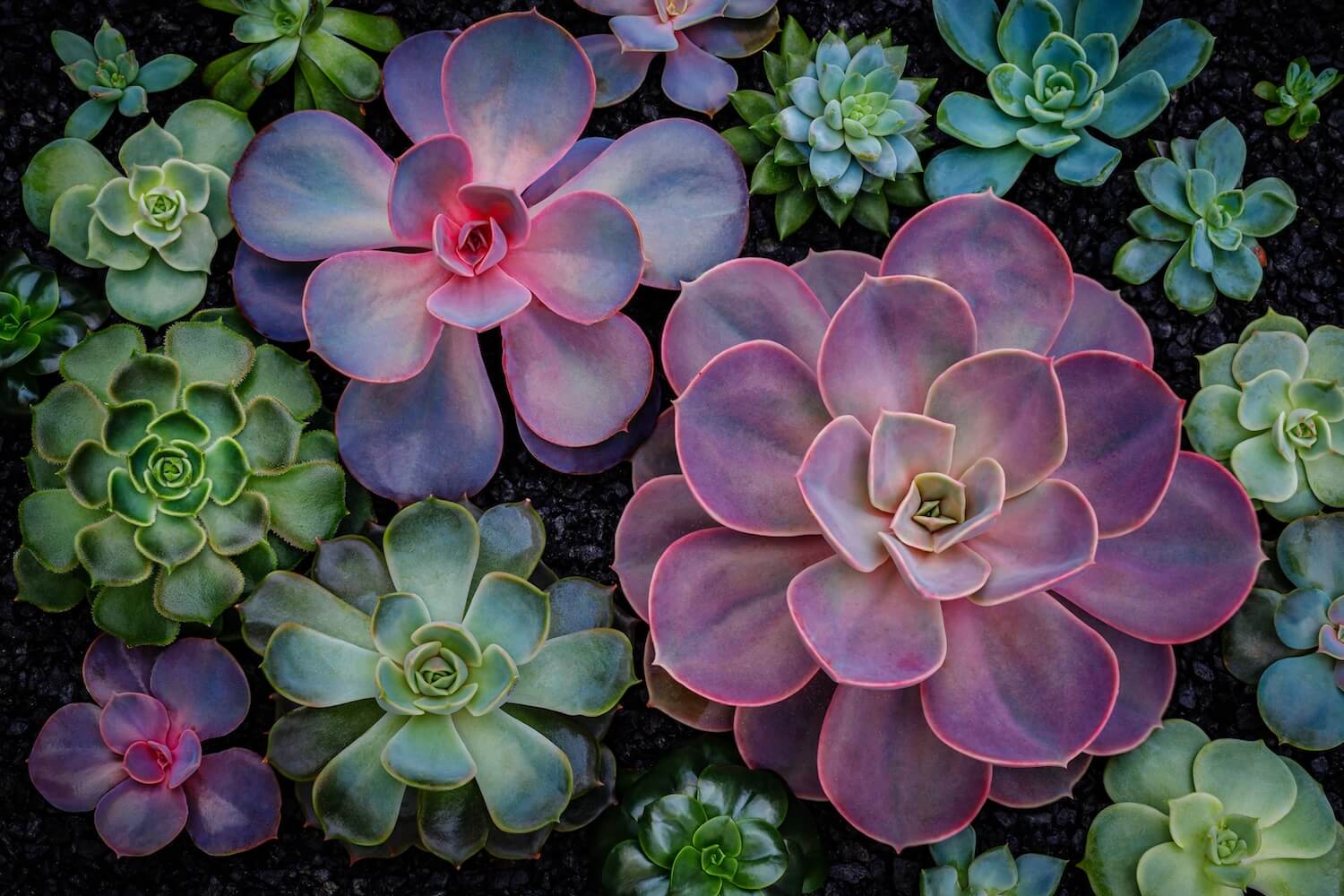 Echeveria: Pflege, Standort & Vermehrung - Plantura