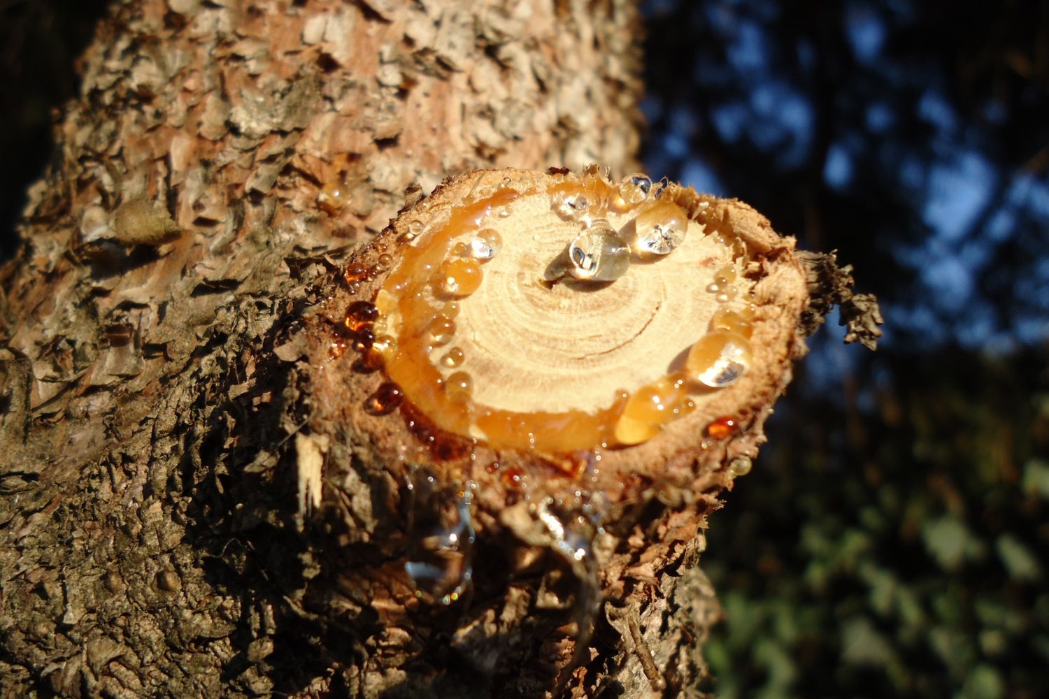Baumharz: 5 Fakten über das Gold des Waldes - Plantura