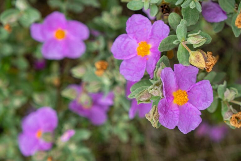 Zistrose pflanzen, schneiden & verwenden - Plantura