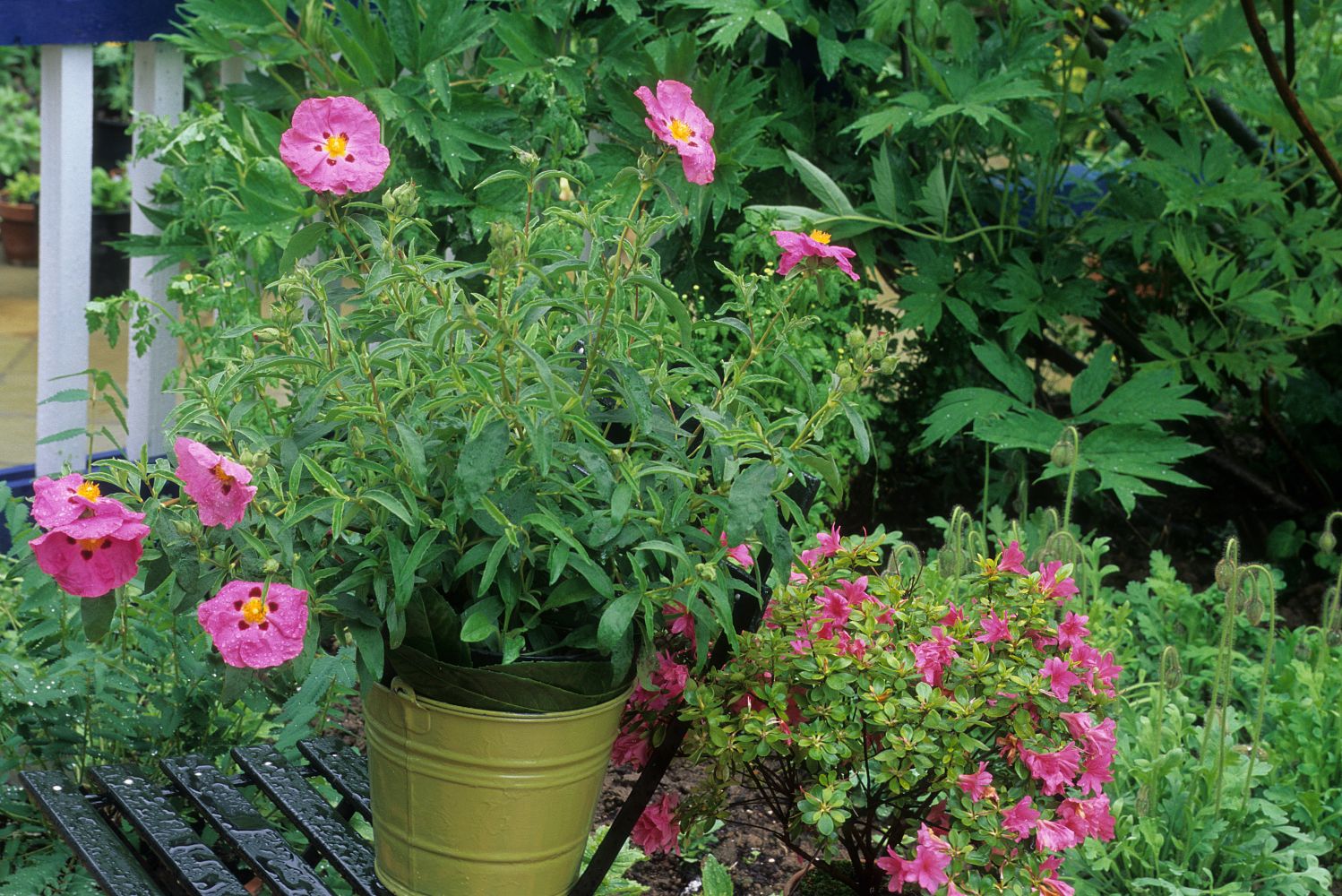 Zistrose pflanzen, schneiden & verwenden - Plantura