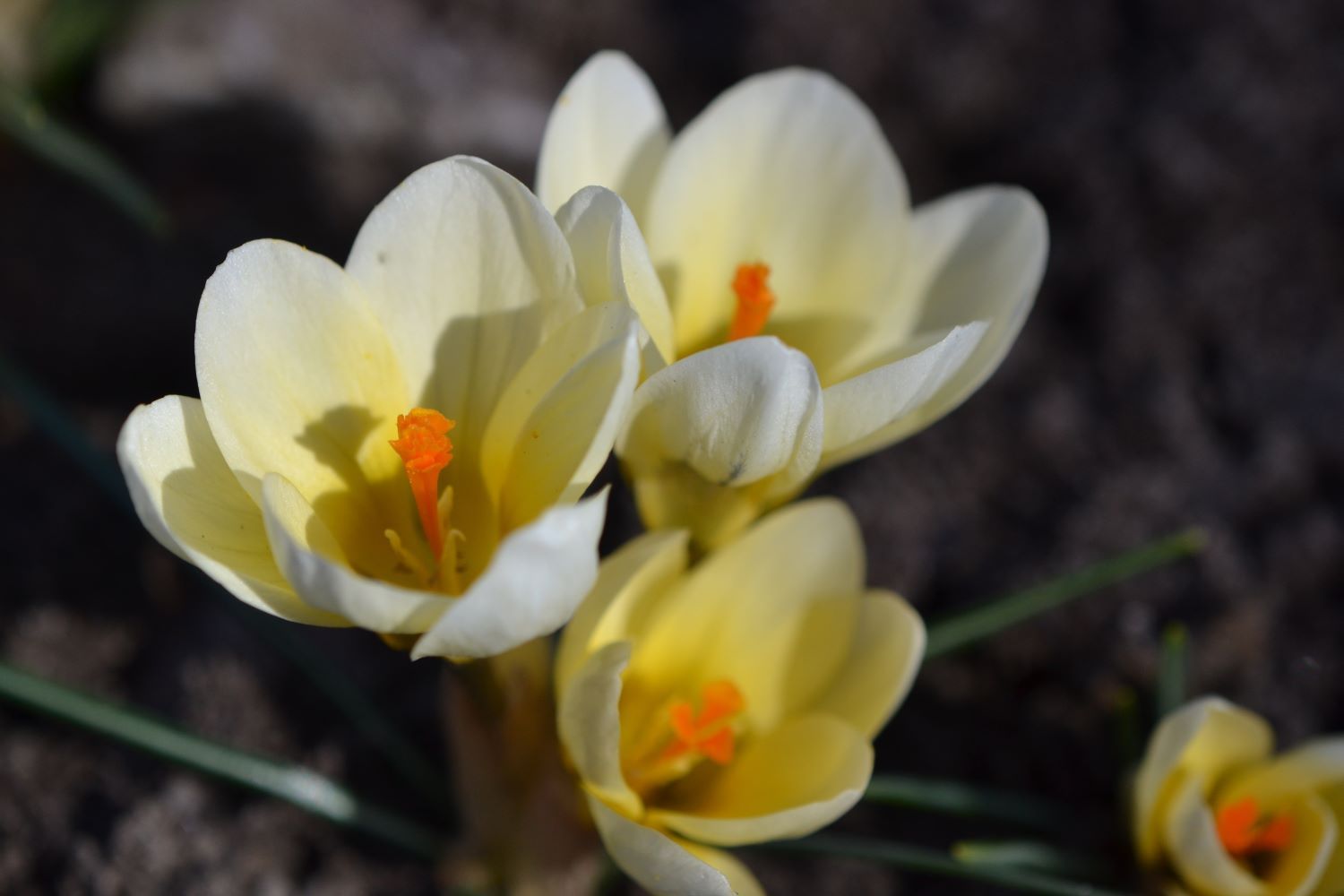 Krokus-Arten & -Sorten: Übersicht - Plantura