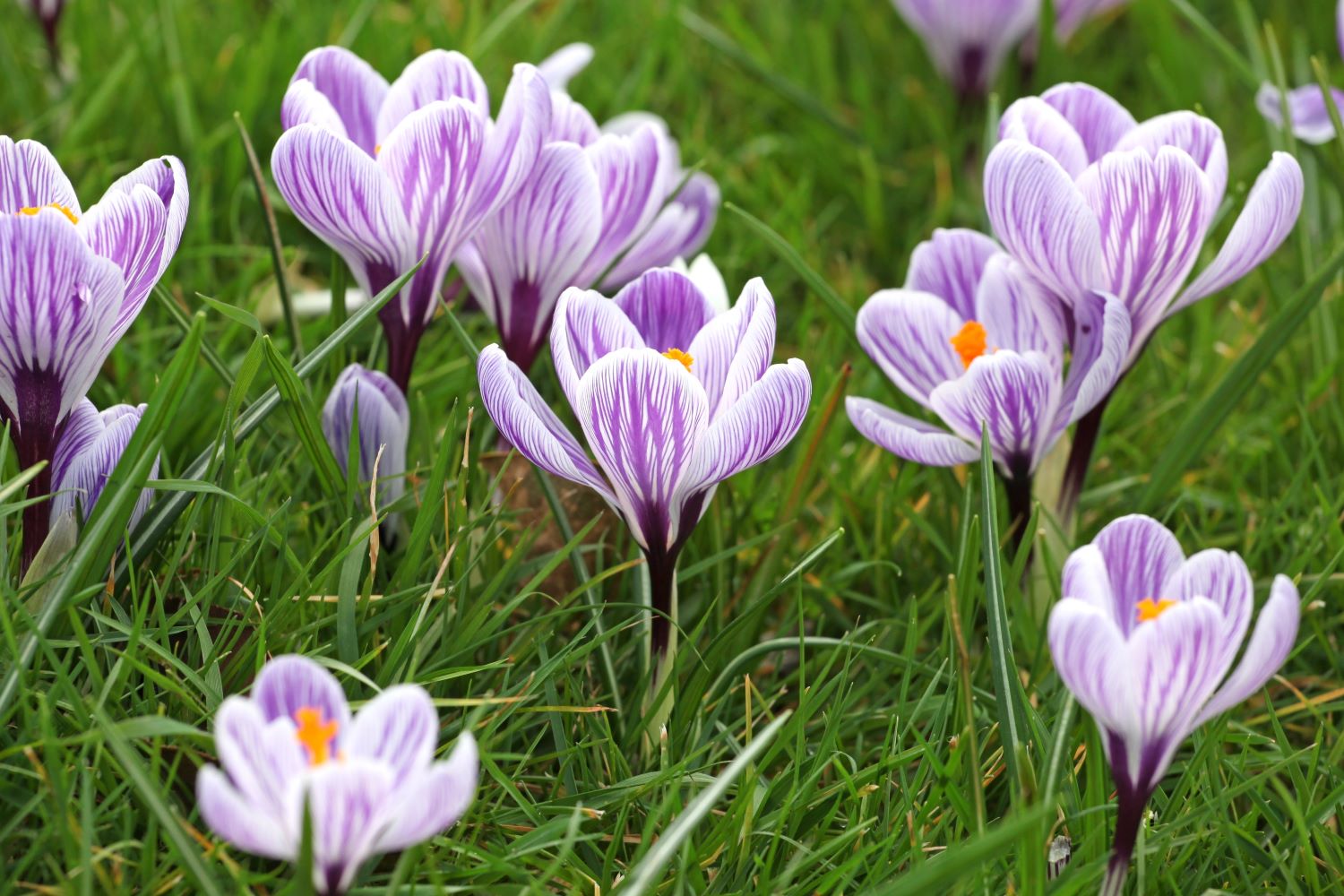 Krokus-Arten & -Sorten: Übersicht - Plantura