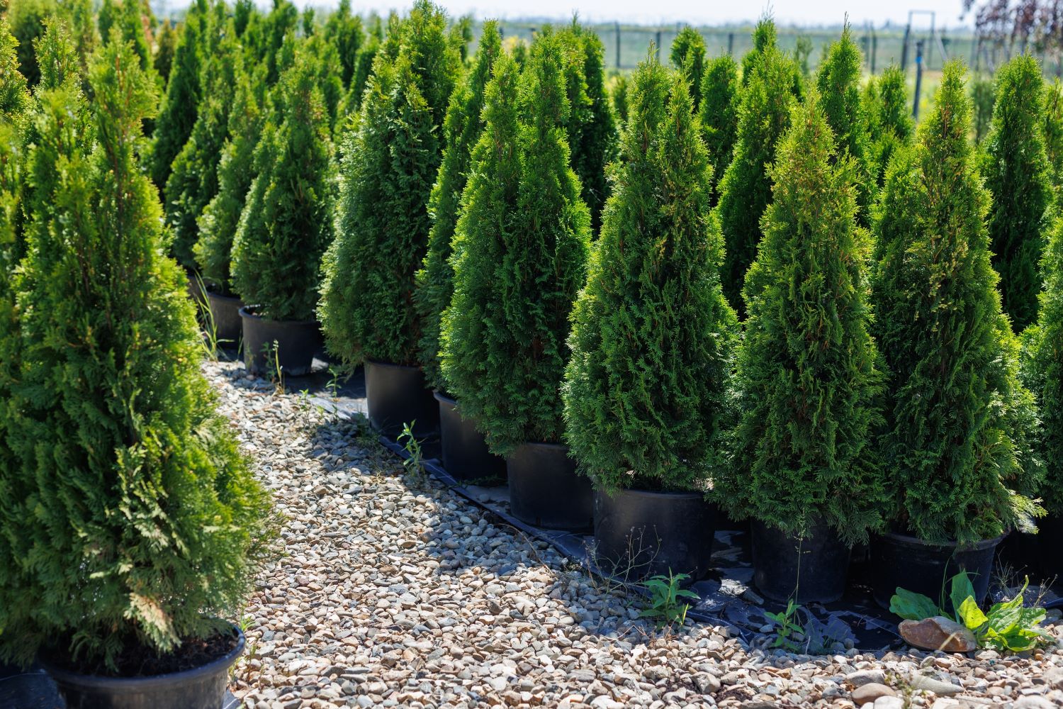 Thuja pflanzen: Wann, wo & wie? - Plantura