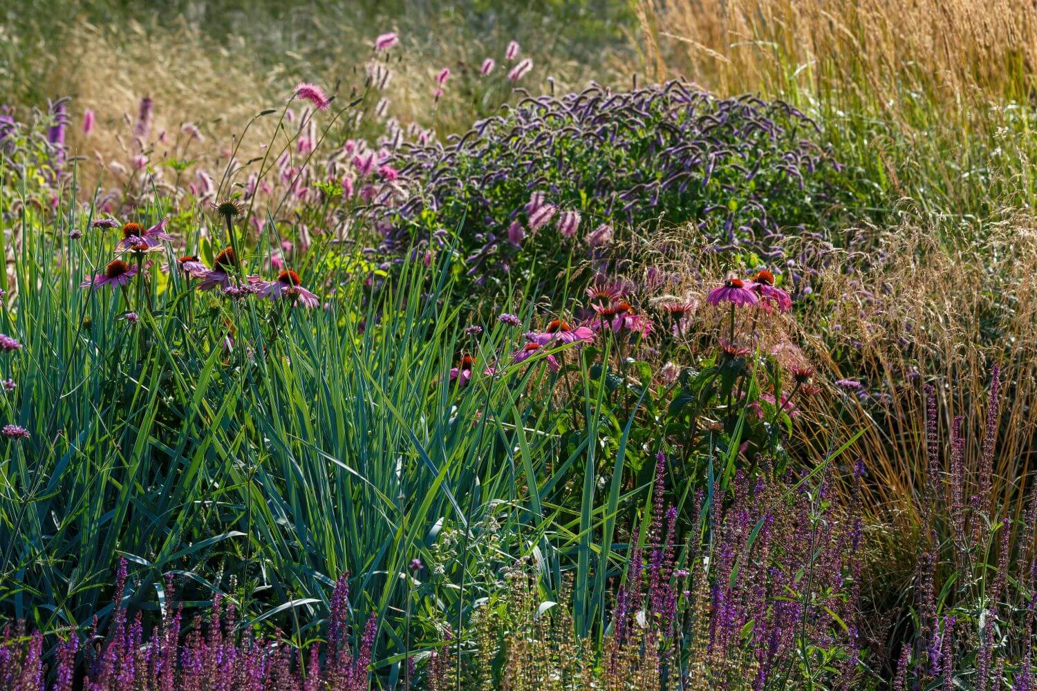 Strandroggen: Im Kübel pflanzen & schneiden - Plantura