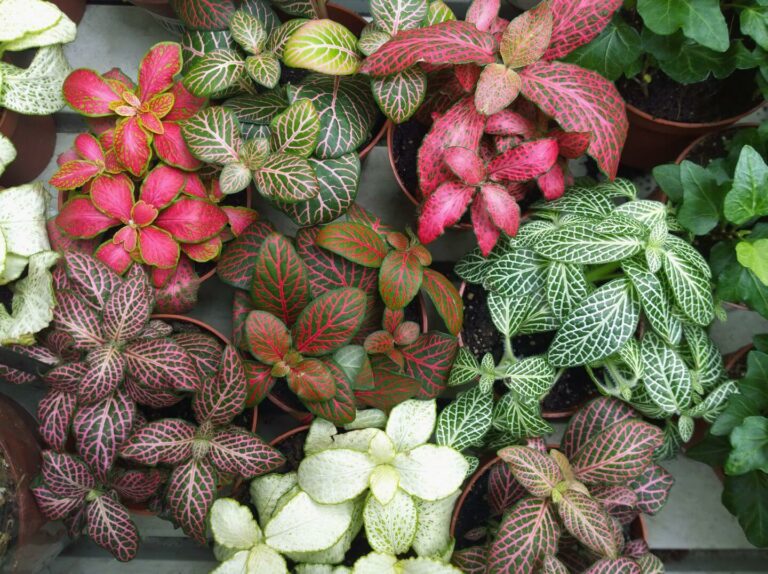 Rosa Zimmerpflanzen: Rosa Blätter & Blüten - Plantura