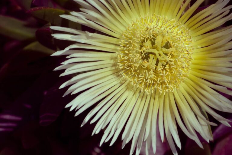 Gerbera: Pflanzen, Vermehrung & Winterhärte - Plantura