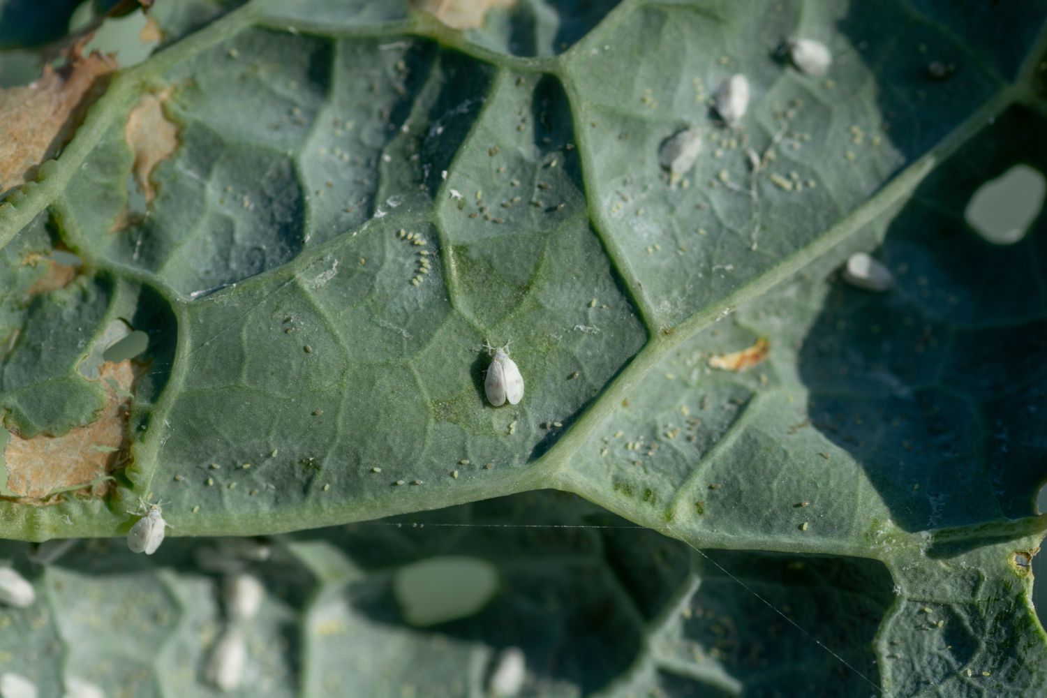 Kohlrabi Schdlinge Bekmpfen