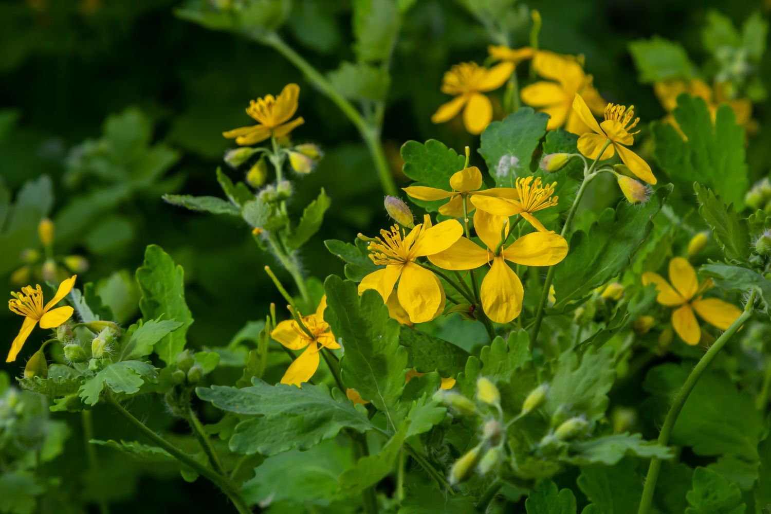 Blume Gegen Warzen