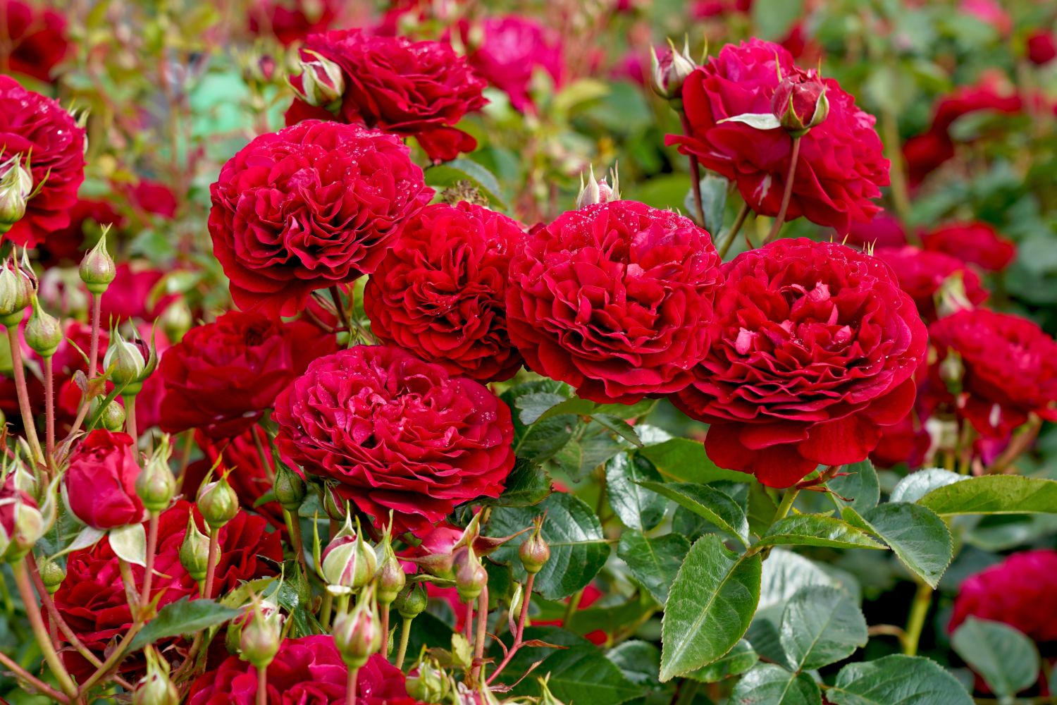 Wofur Stehen Weie Rosen